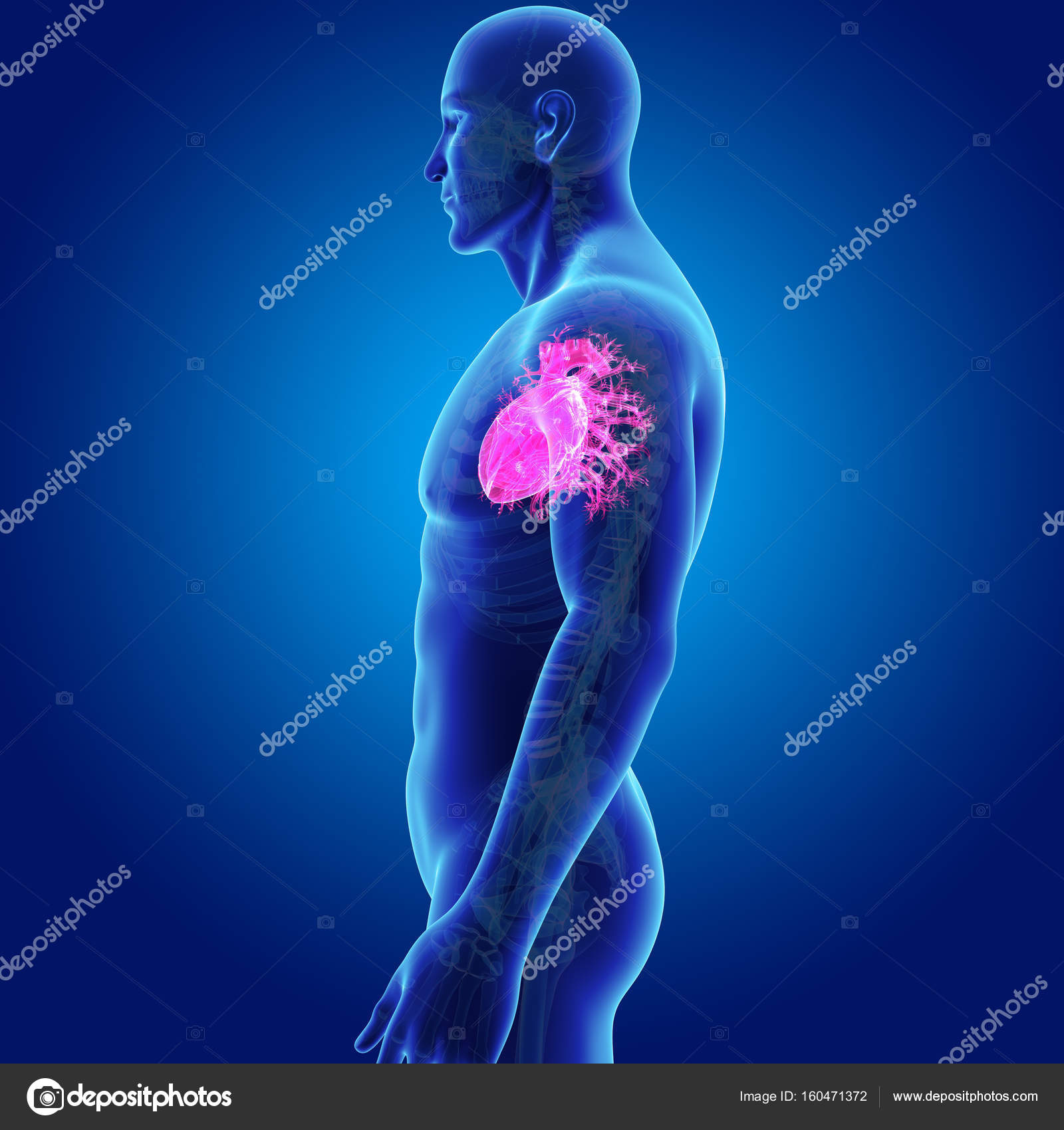 Lateral View Of The Heart