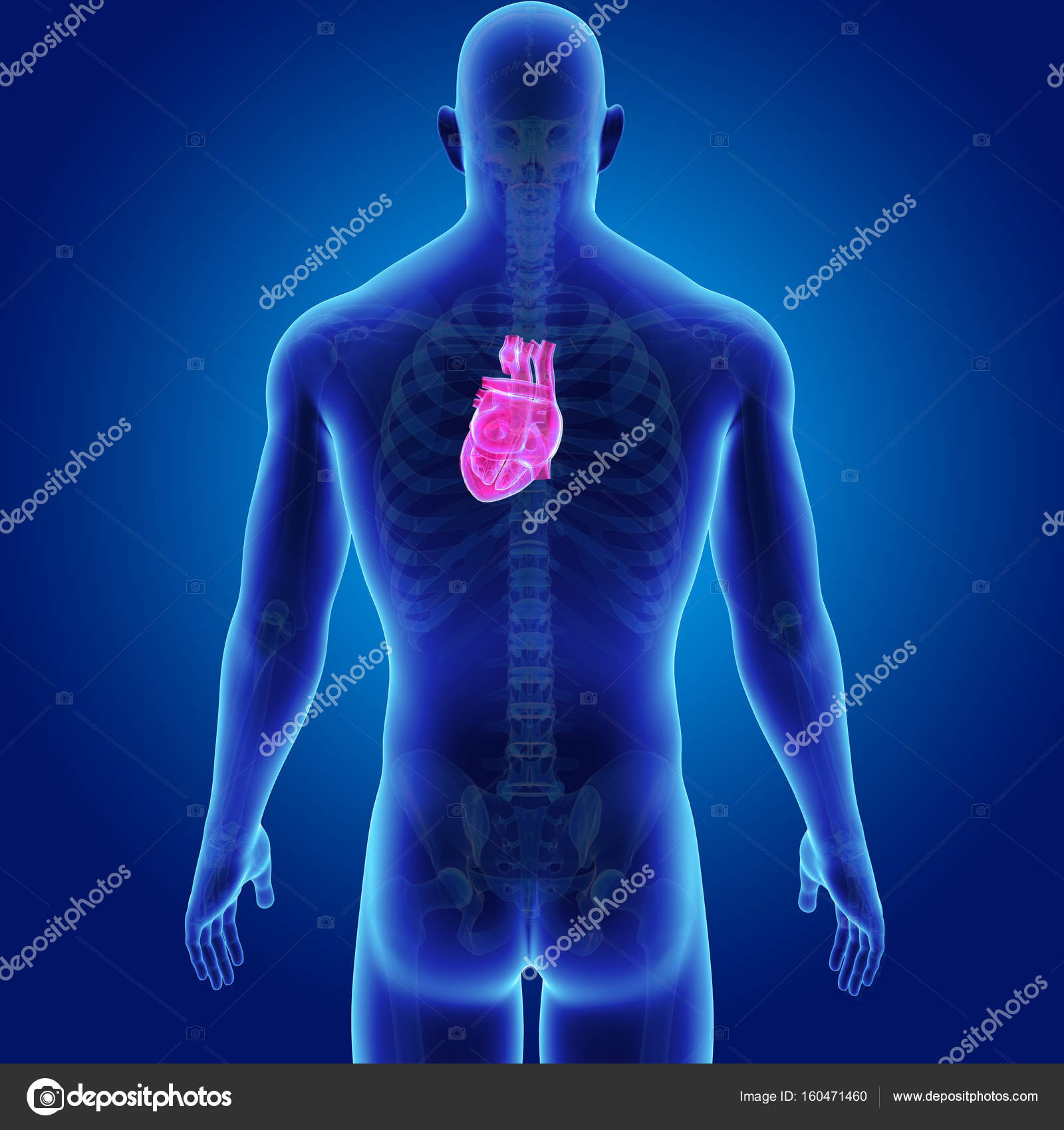 Heart with skeleton posterior view — Stock Photo © sciencepics #160471460