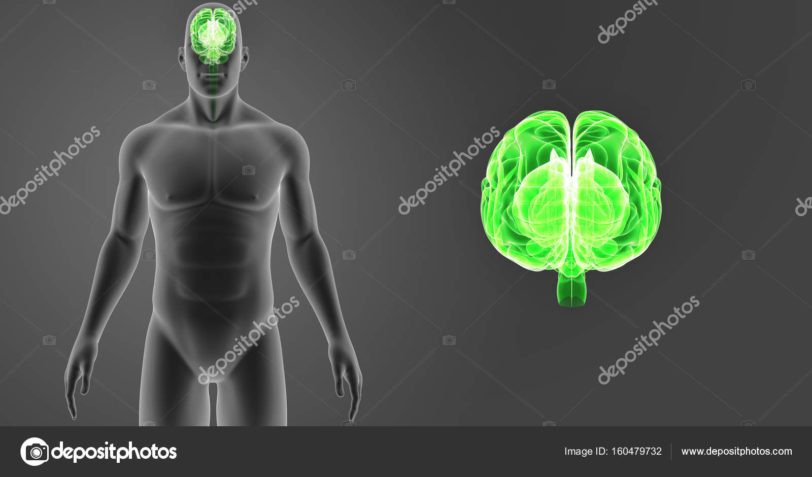 Brain zoom with body anterior view — Stock Photo © sciencepics #160479732