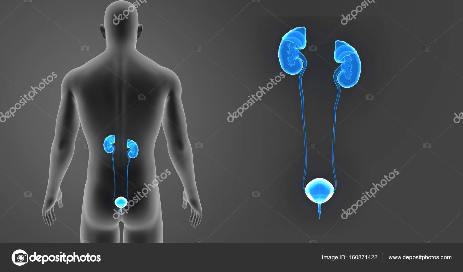 Urinary system zoom with body Stock Photo by ©sciencepics 160871422