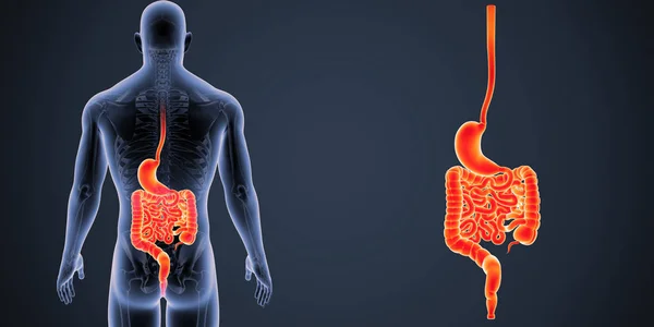 Stomach and intestine zoom - Stock Image - Everypixel