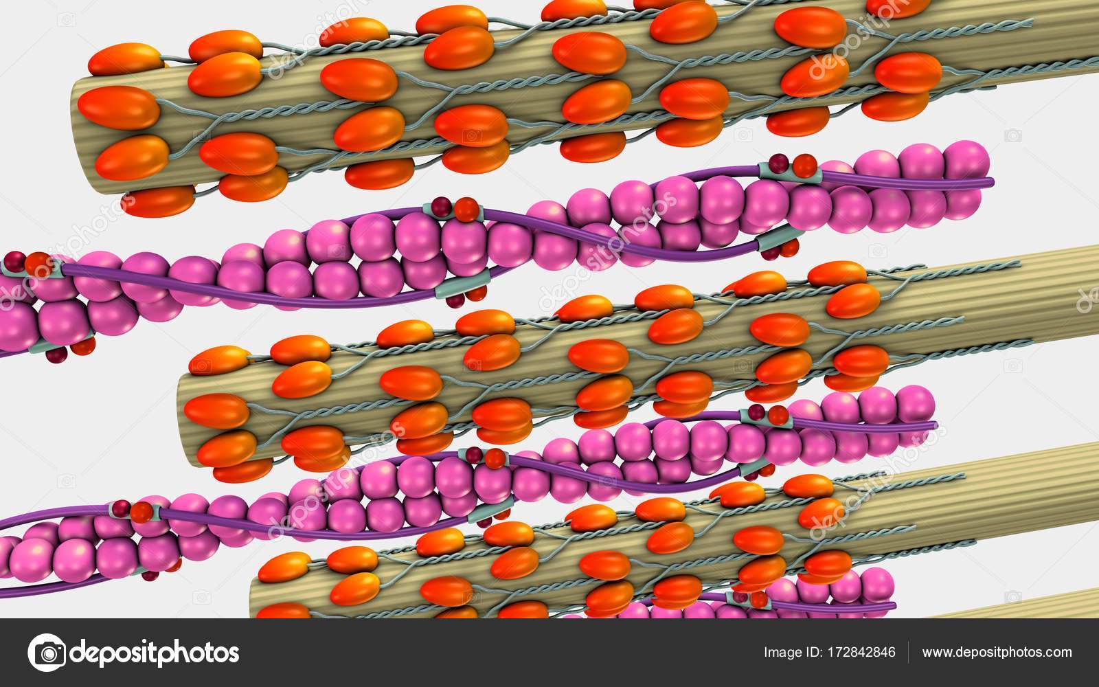 Human Muscle Contraction Stock Photo by ©sciencepics 172842846