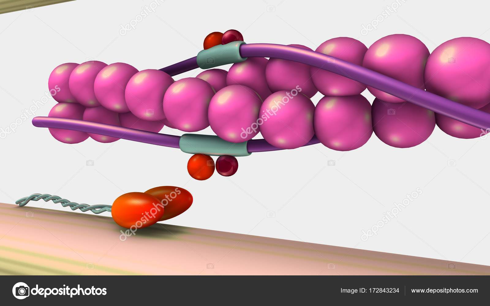 Muscle Contraction Animation