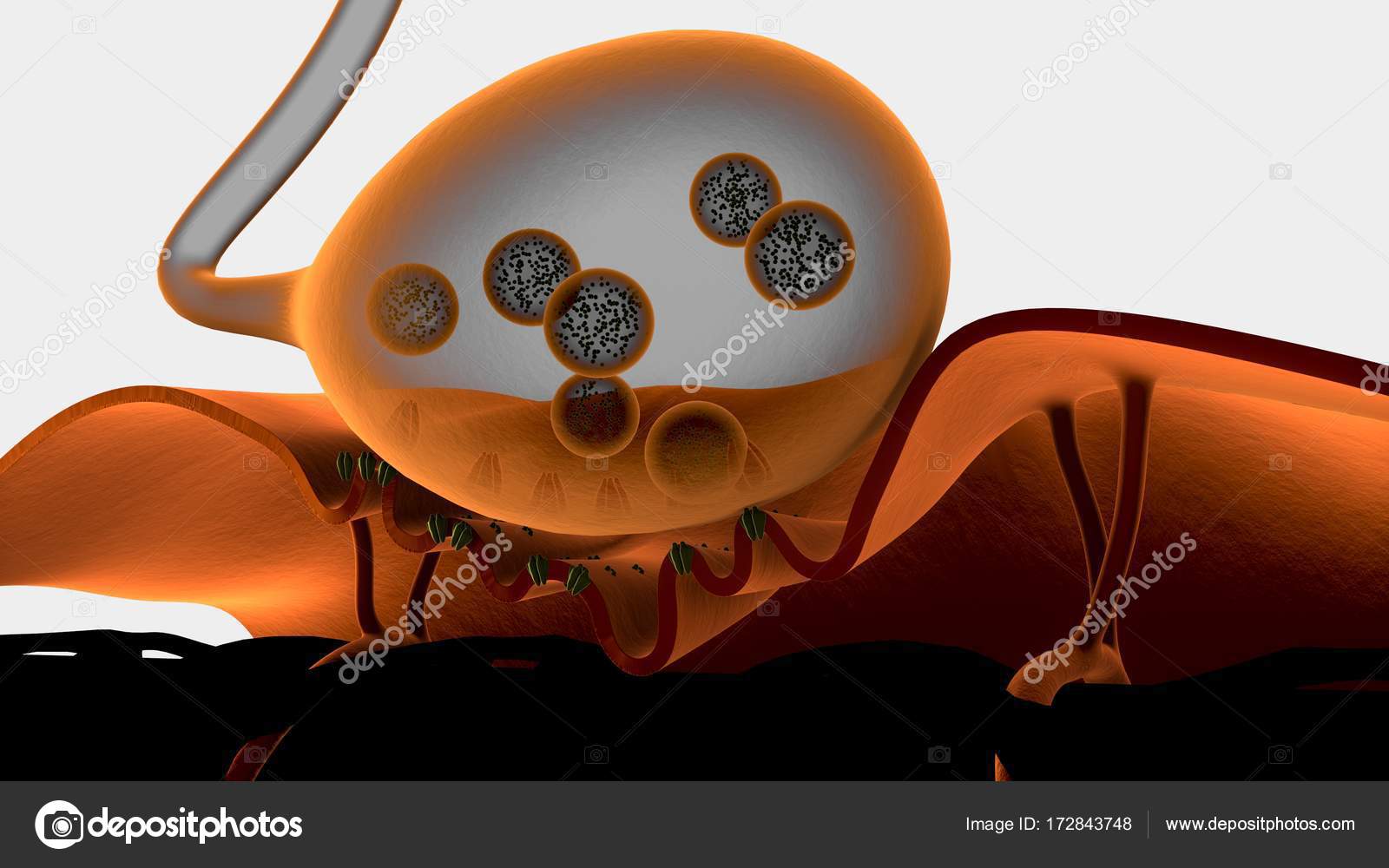 Human neuron motor — Stock Photo © sciencepics #172843748