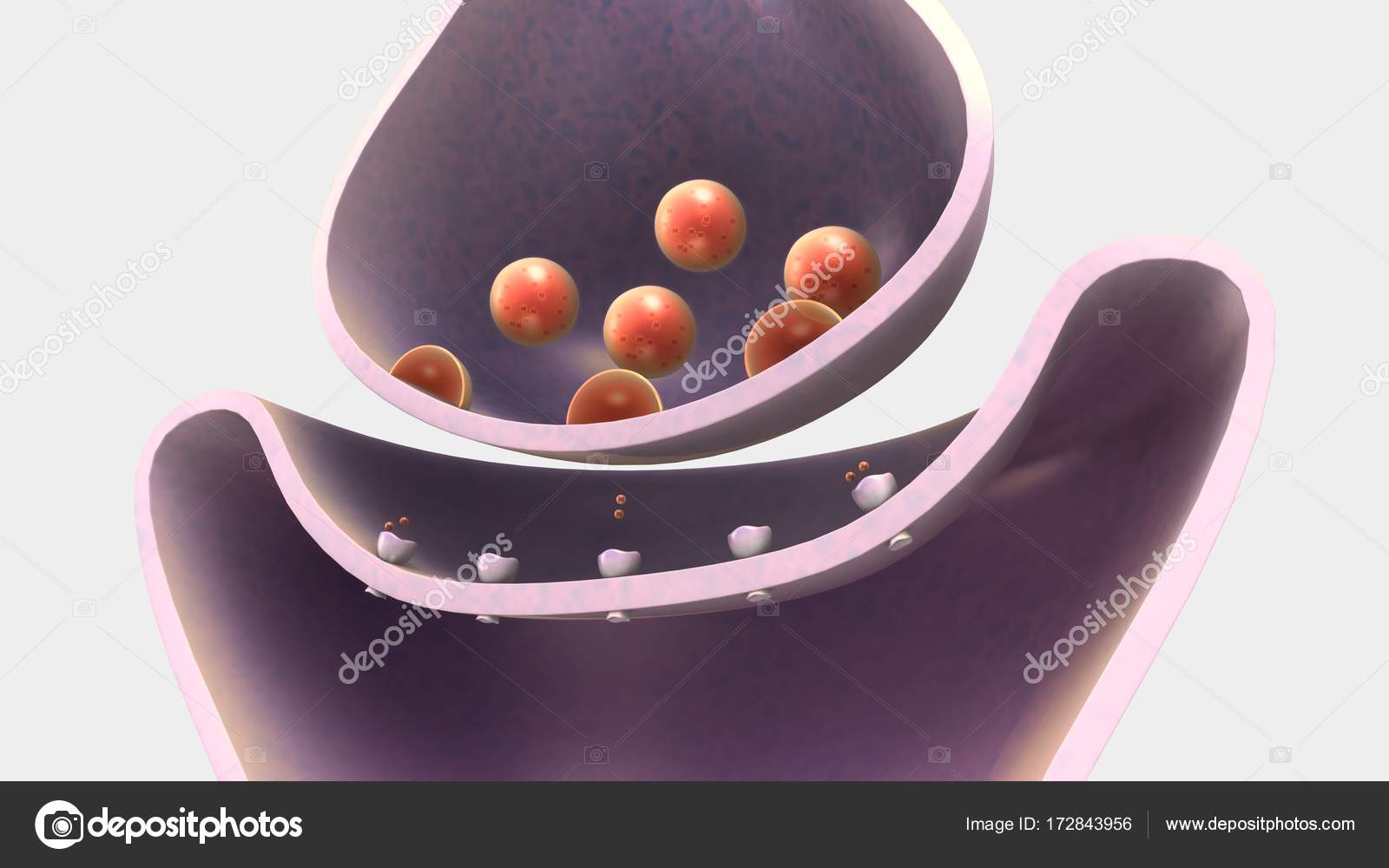 Human Neurotransmitter Model — Stock Photo © sciencepics #172843956