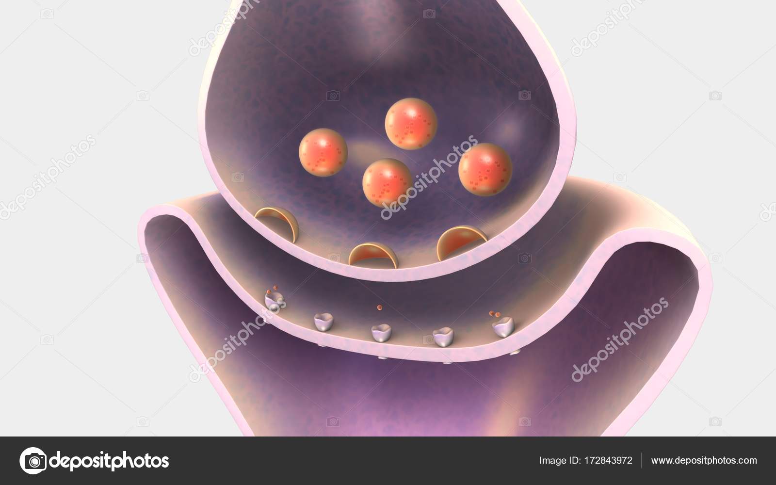 Human Neurotransmitter Model Stock Photo by ©sciencepics 172843972