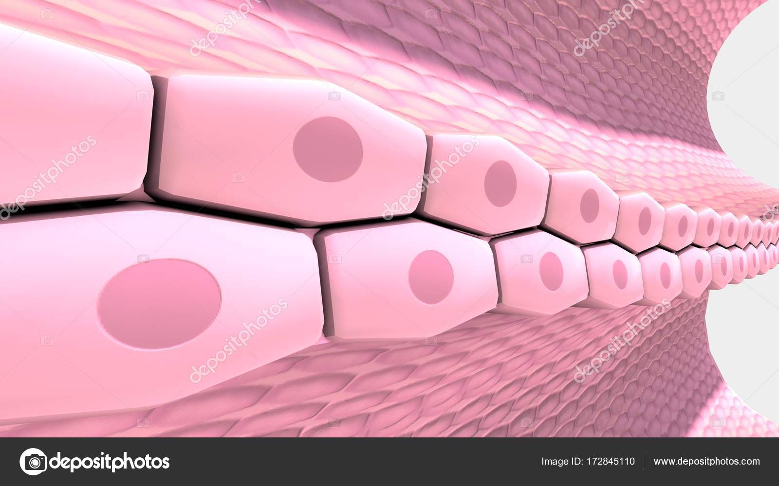 Human Cell Wall Model Stock Photo by ©sciencepics 172845110
