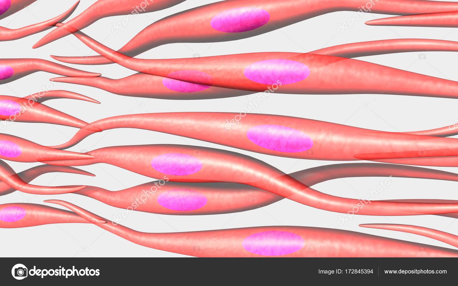 Las células musculares humanas — Foto de stock #172845394 © sciencepics