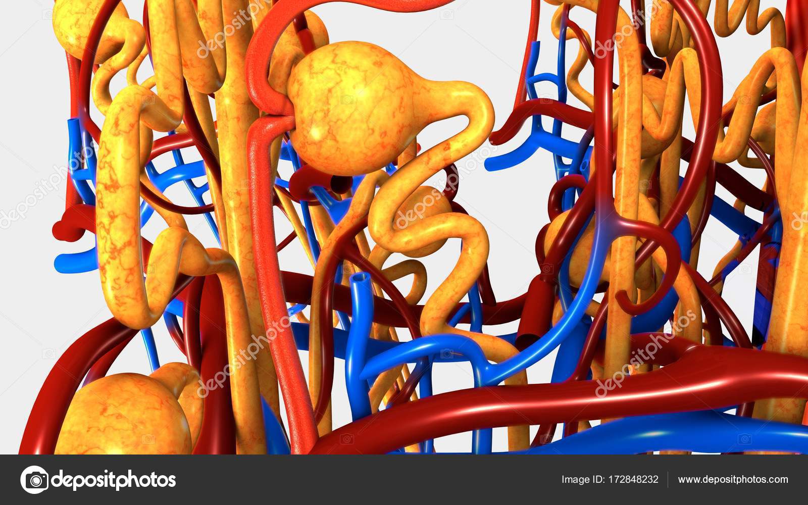 Nephron 3d Model