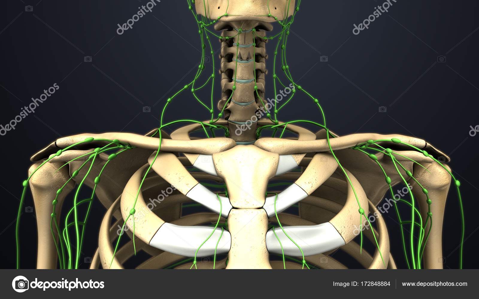 Human Lymph nodes Stock Photo by ©sciencepics 172848884