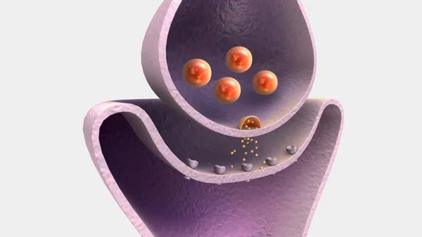 Human Neurotransmitter Model Stock Photo by ©sciencepics 172843972