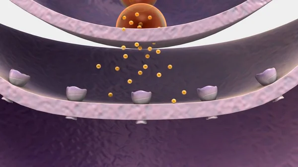 Neurotransmitters Stock Photos, Royalty Free Neurotransmitters Images ...