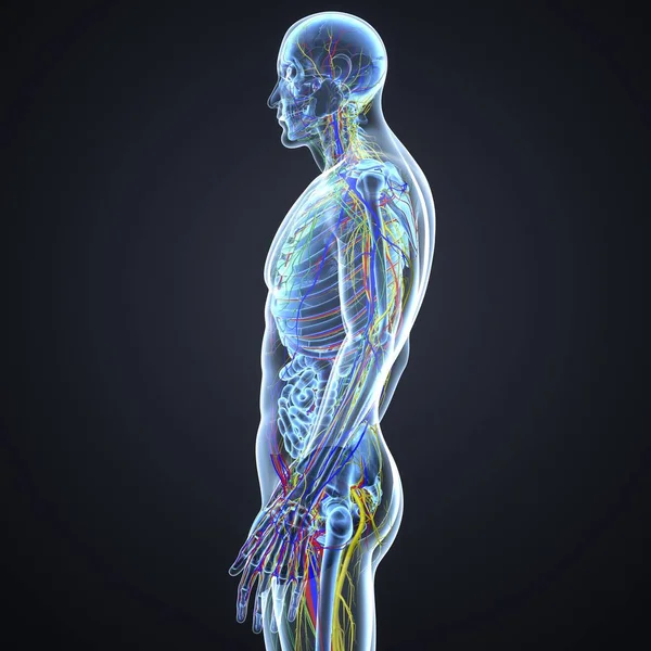 Nervous system with lymph nodes Stock Photo by ©sciencepics 172850002