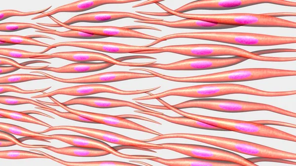 Muscle cells Stock Photos, Royalty Free Muscle cells Images ... Muscle cells Stock Photos, Royalty Free Muscle cells Images ...