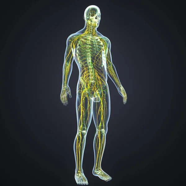 Nervous system with lymph nodes Stock Photo by ©sciencepics 172855858