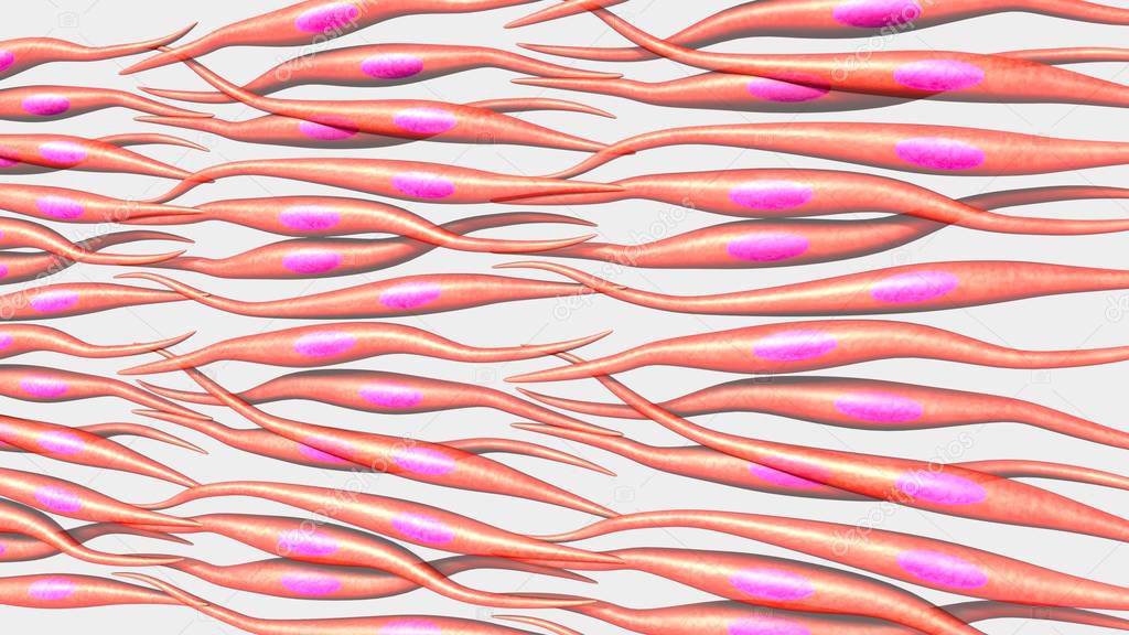 human muscle cells