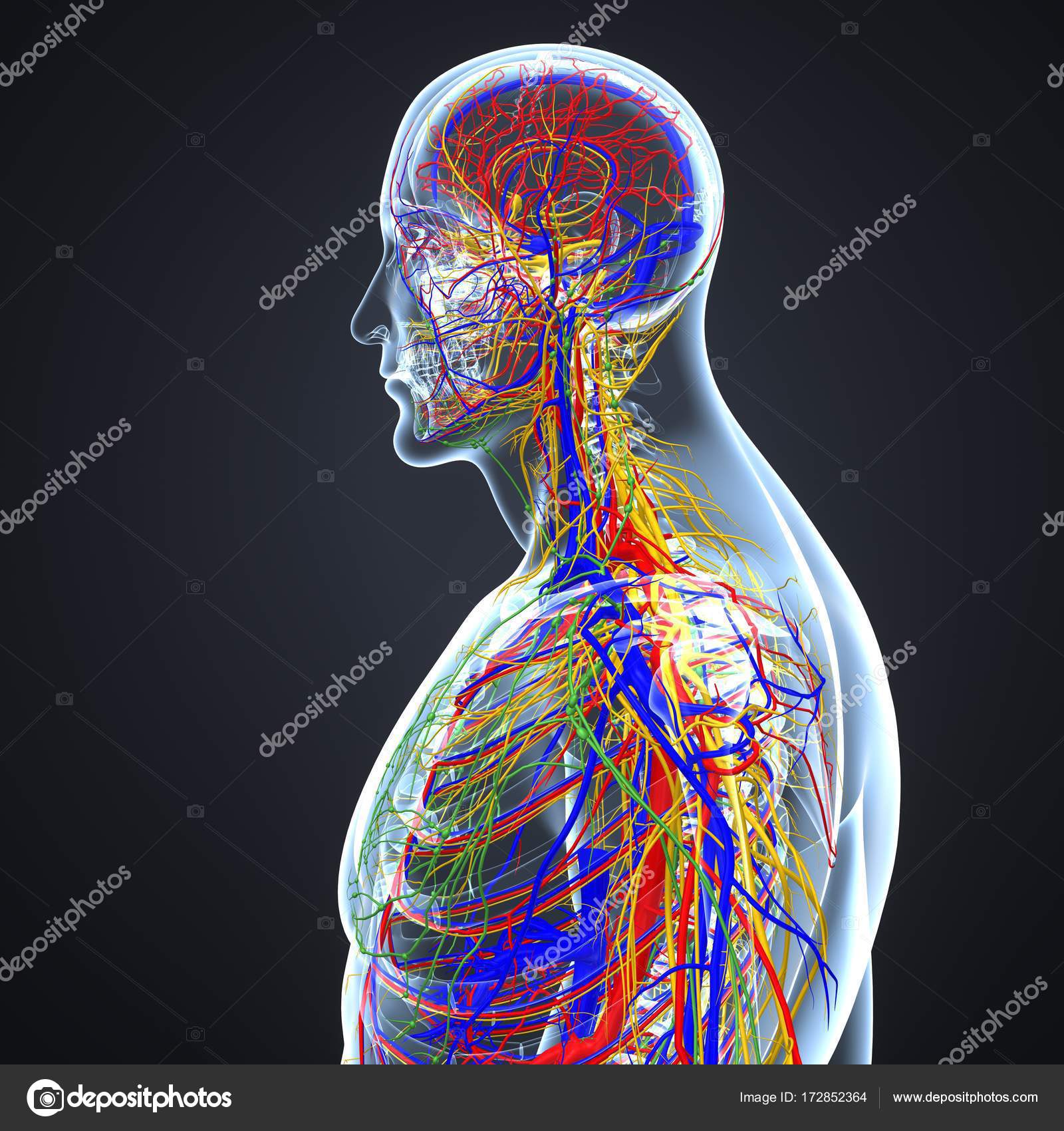 Nervous system with lymph nodes Stock Photo by ©sciencepics 172852364