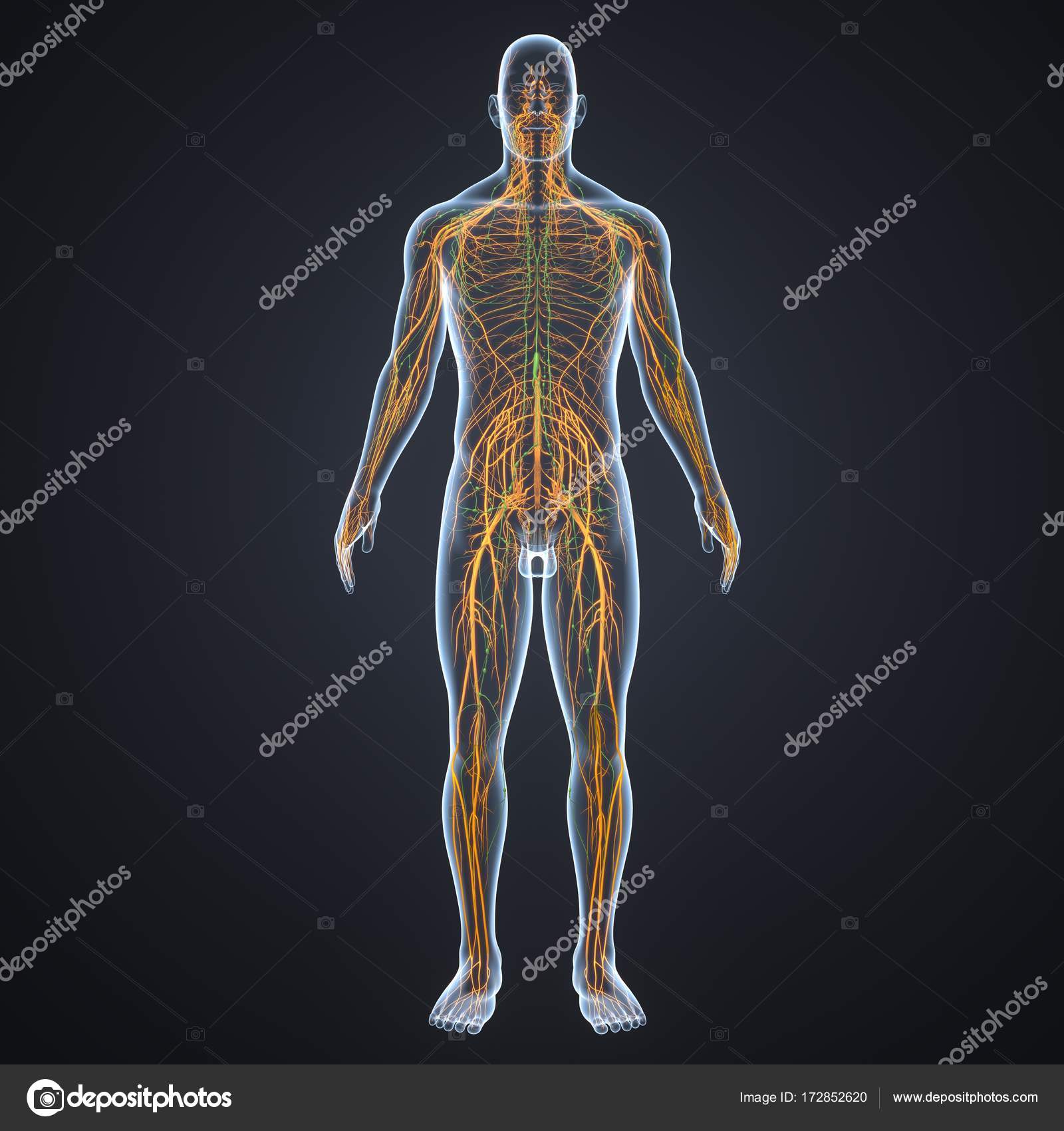 Nervous system with lymph nodes Stock Photo by ©sciencepics 172852620