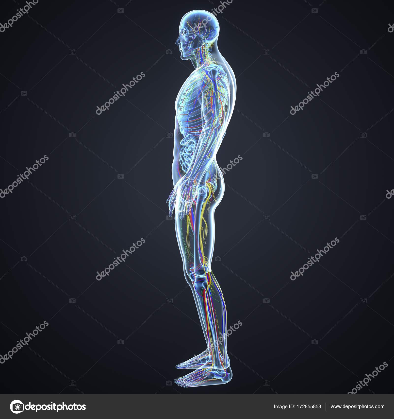Nervous system with lymph nodes Stock Photo by ©sciencepics 172855858