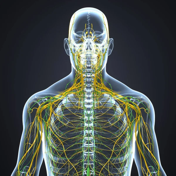 Nervous system with lymph nodes — Stock Photo © sciencepics #172854142