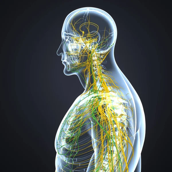 Nervous system with lymph nodes Stock Photo by ©sciencepics 172852364