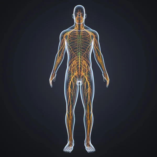 Nervous system with lymph nodes Stock Photo by ©sciencepics 172852000