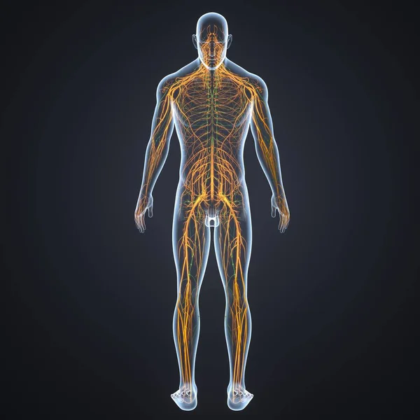 Nervous system with lymph nodes Stock Photo by ©sciencepics 172849636