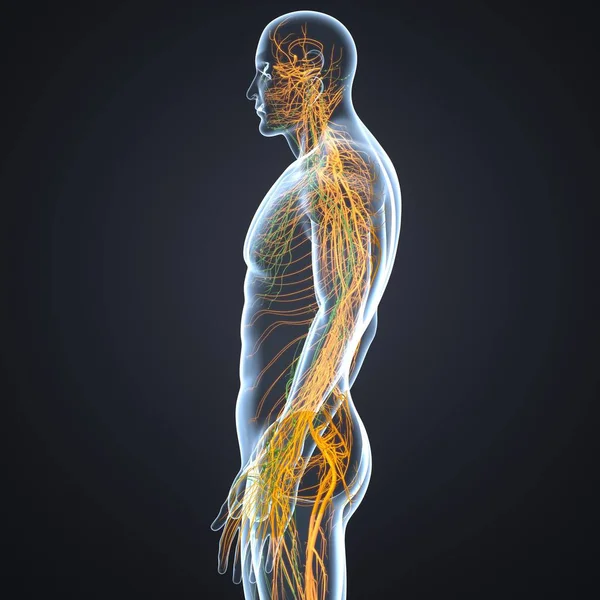 Nervous system with lymph nodes — Stock Photo © sciencepics #172854142