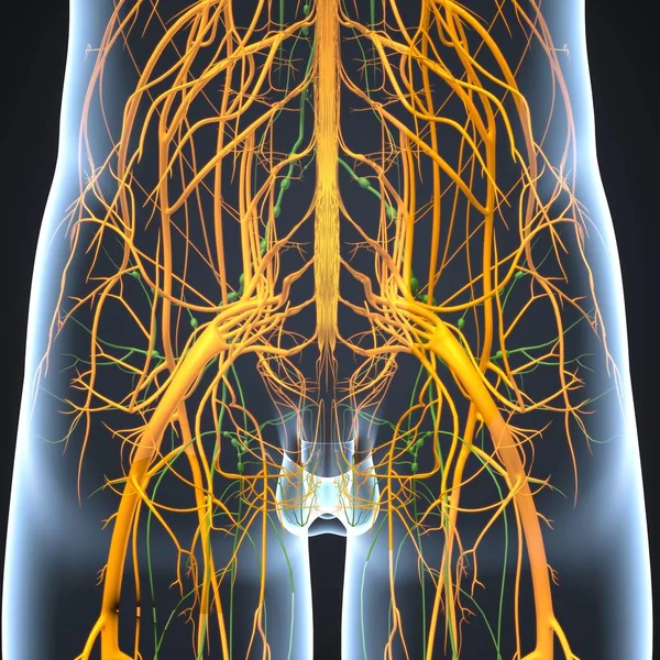 Nervous system with lymph nodes — Stock Photo © sciencepics #172851136