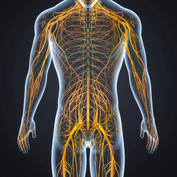 Nervous system with lymph nodes Stock Photo by ©sciencepics 172852000