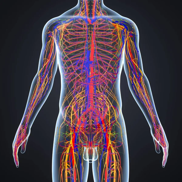 Nervous system with lymph nodes Stock Photo by ©sciencepics 172854178