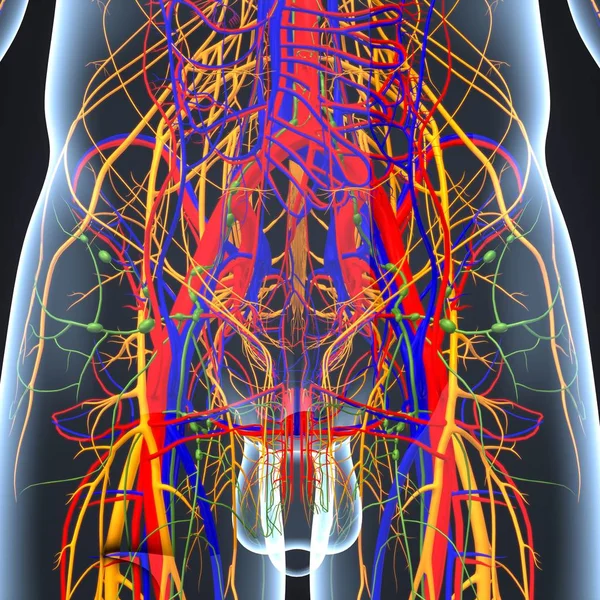 Nervous system with lymph nodes — Stock Photo © sciencepics #172851136