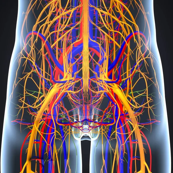 Nervous system with lymph nodes — Stock Photo © sciencepics #172851136