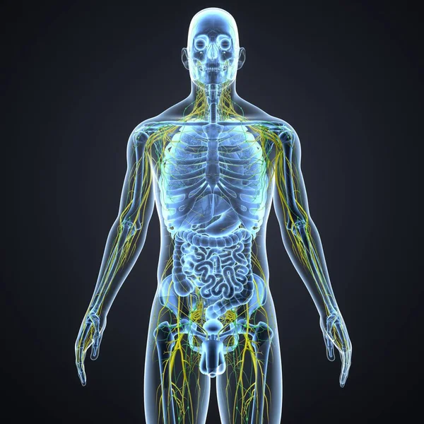 Nervous system with lymph nodes — Stock Photo © sciencepics #172854142