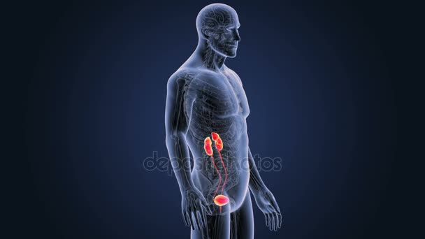 Skeleton Posterior View Human Urinary System Blue Background — Stock ...