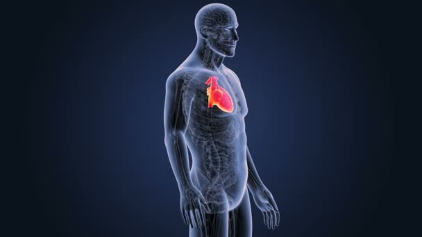 Skeleton Posterior View Human Heart Blue Background — Stock Video ...