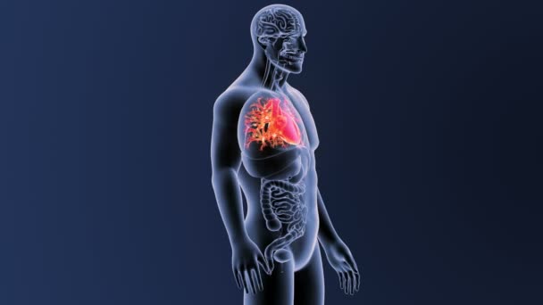 Skeleton Posterior View Human Heart Blue Background — Stock Video ...