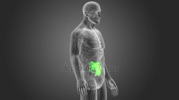 Skeleton Posterior View Human Small Intestine Grey Background — Stock ...