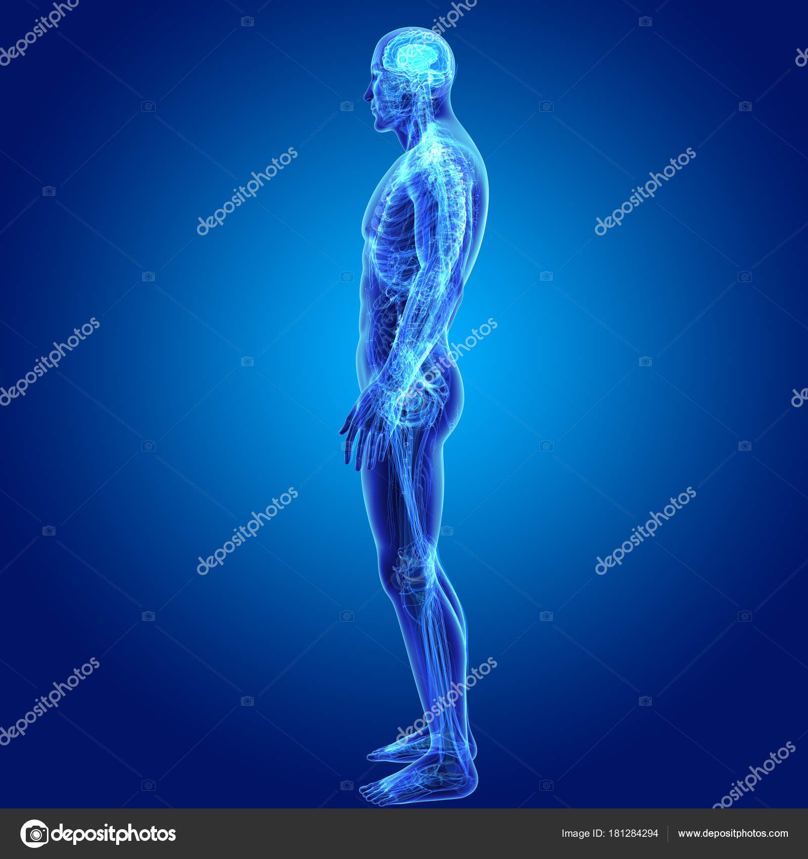 Brain with Anatomy Lateral view Stock Photo by ©sciencepics 181284294