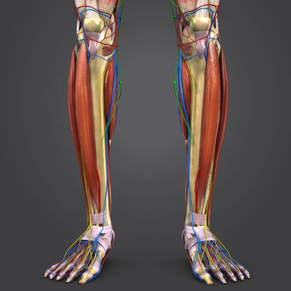 Muscular System Leg