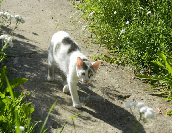 Cat treasure hunt Stock Photos, Royalty Free Cat treasure hunt Images ...