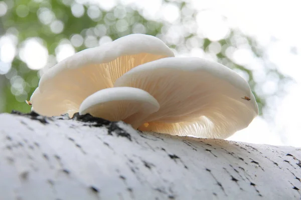 Saprophytes Stock Photos, Royalty Free Saprophytes Images | Depositphotos®