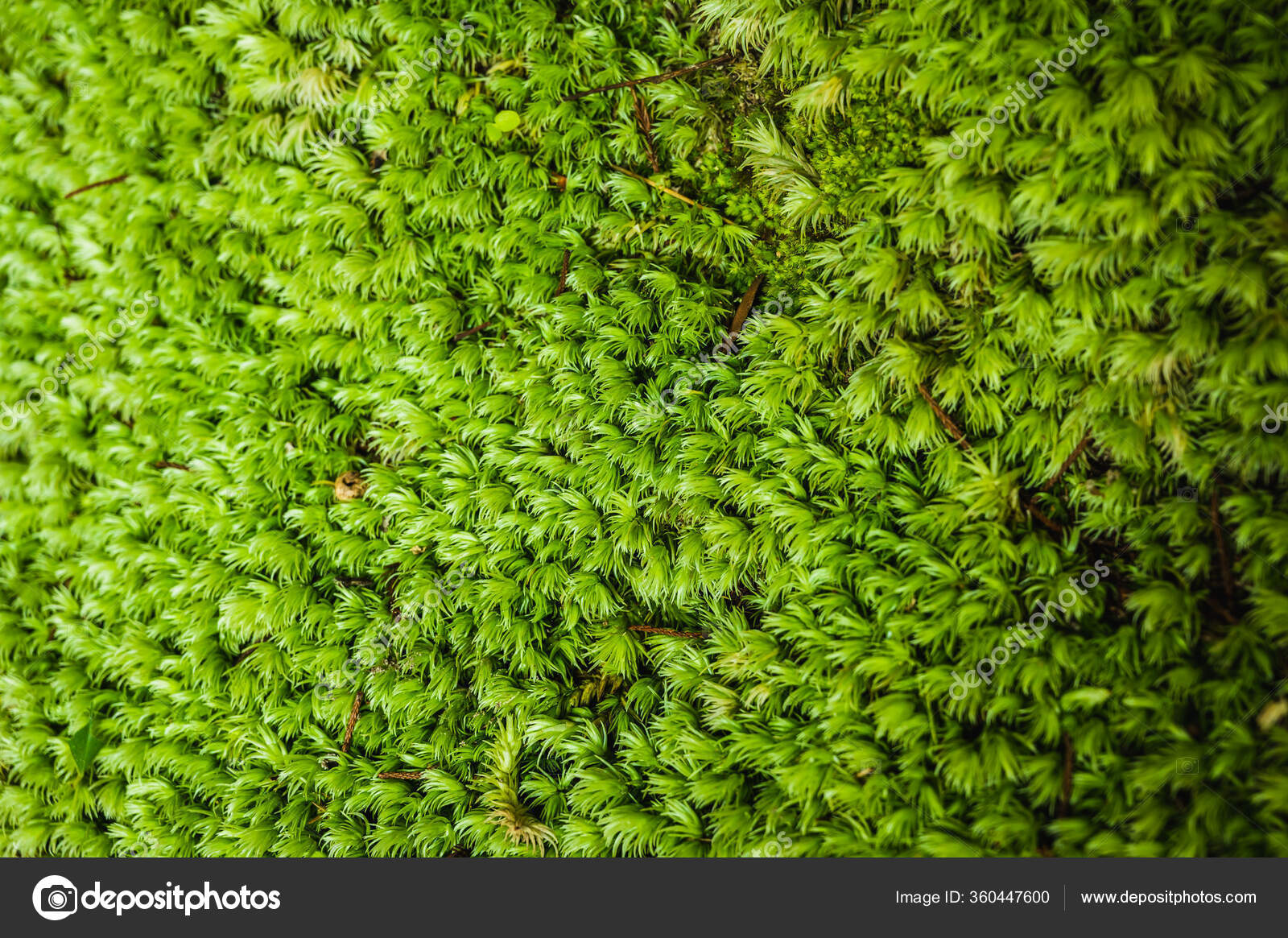 Green Moss Growing Root Tree Moss Texture Nature Wallpaper Soft — Stock ...