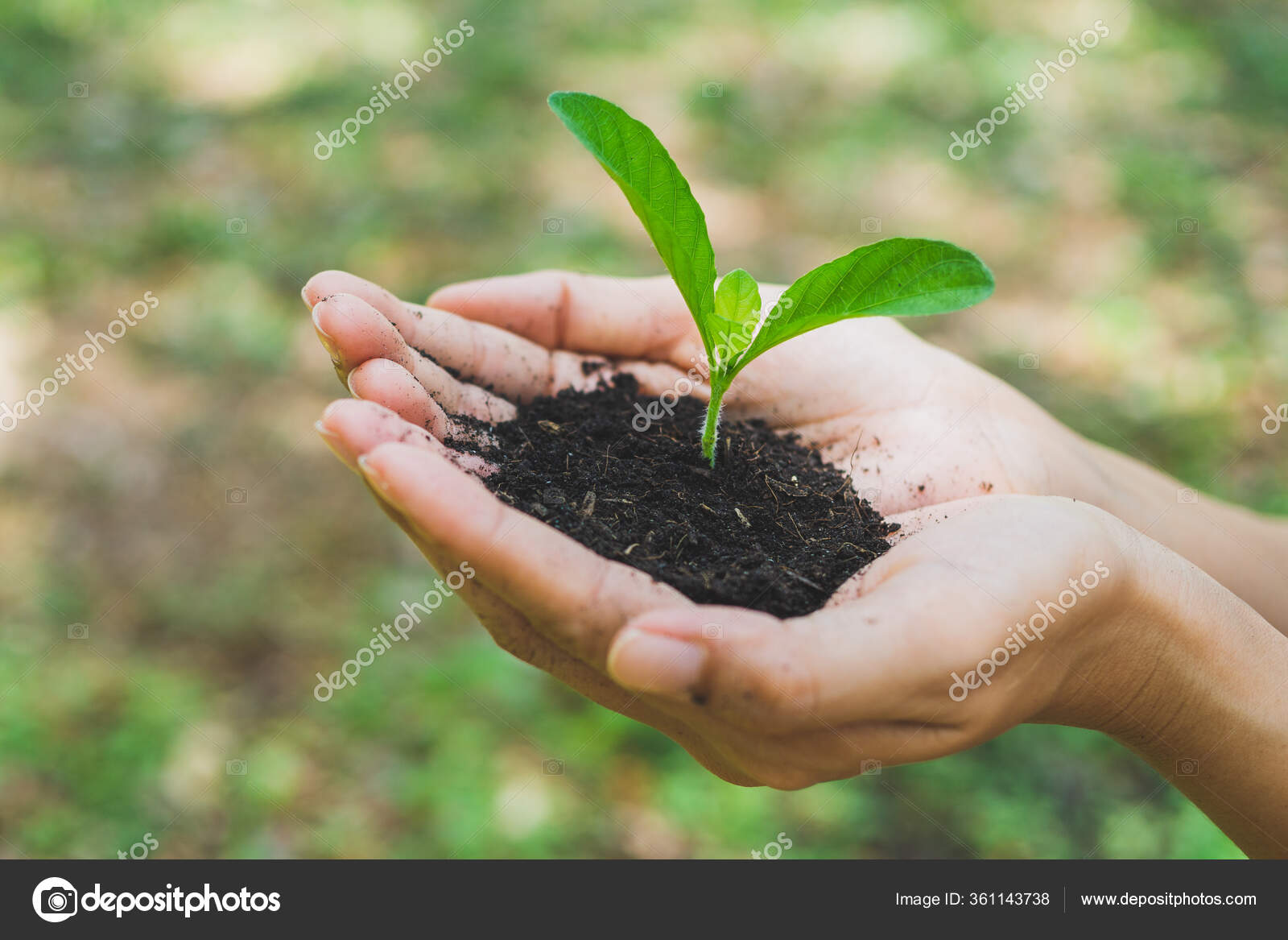 World Environment Day Concept Hand Holding Plant Stock Photo by ...