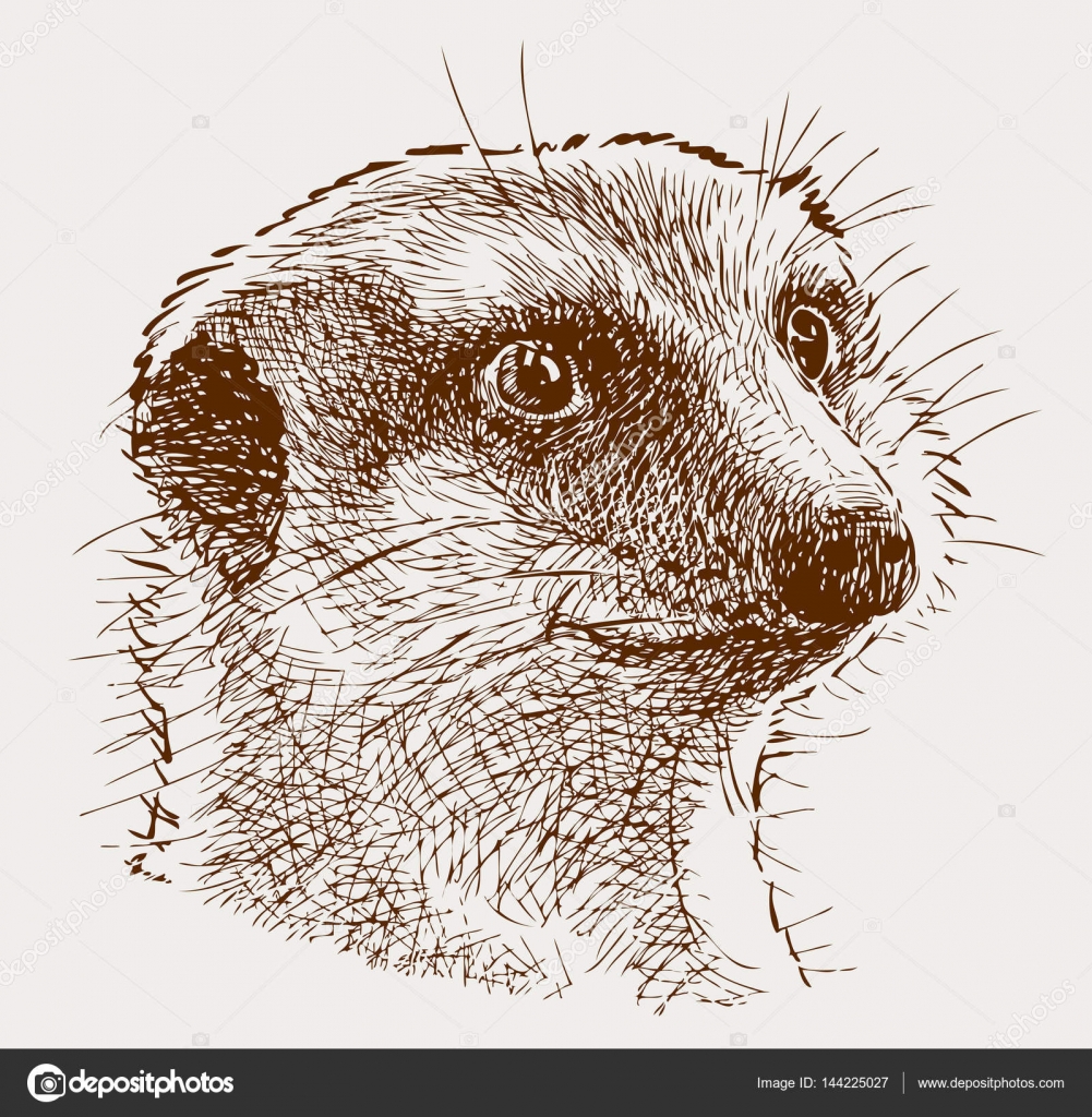 Mongoose Animal Drawing