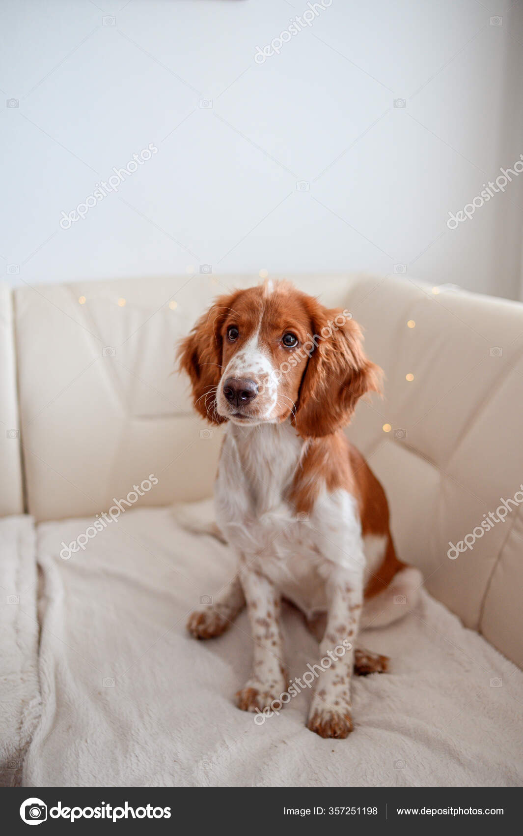 How Much Are Welsh Springer Spaniel Puppies