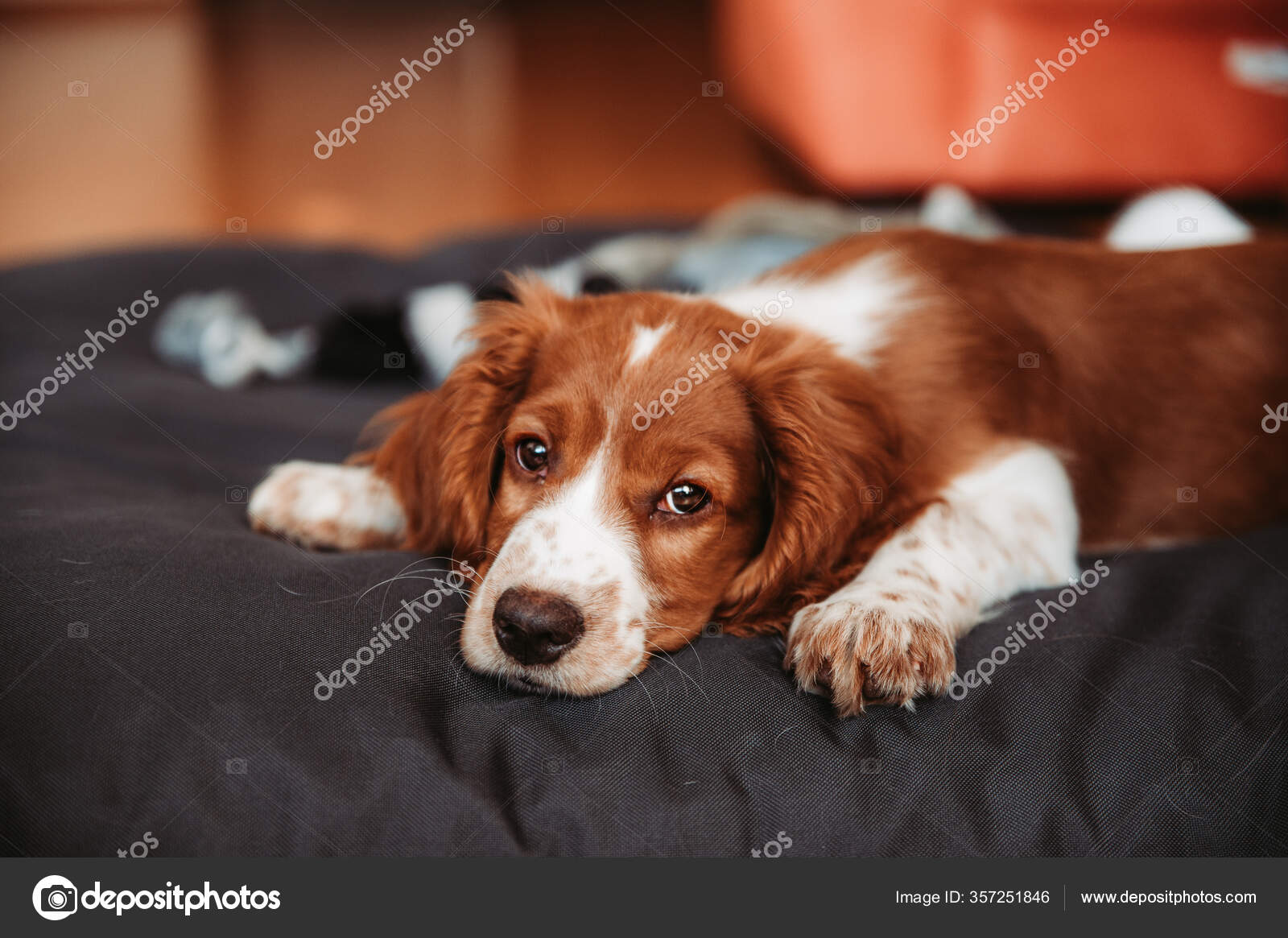 Welsh Springer Spaniel Puppies