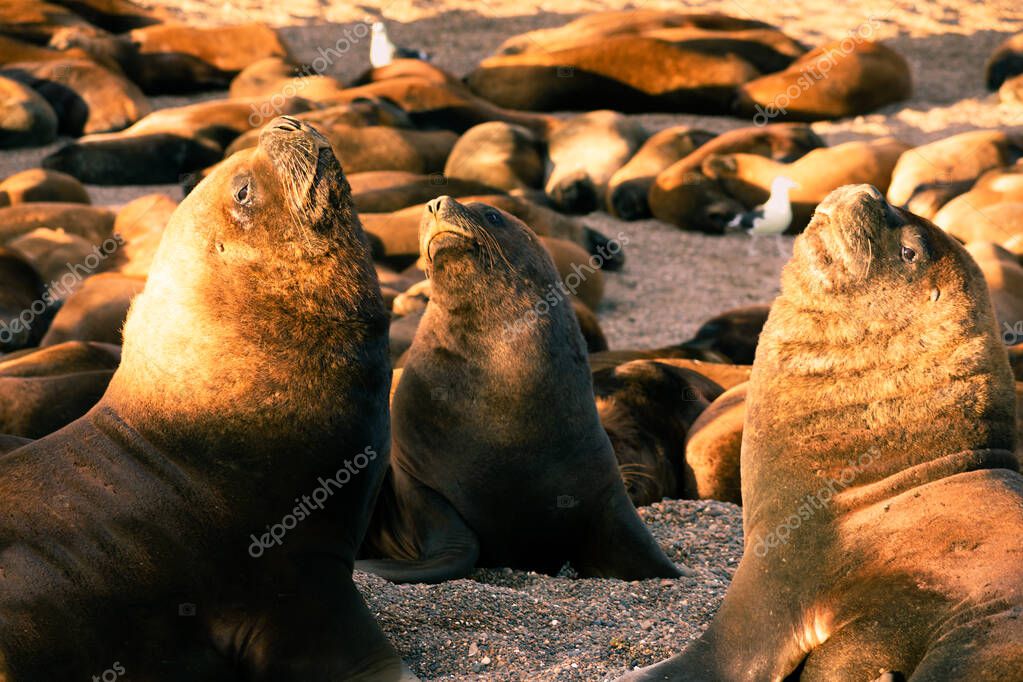 Familia de lobos marinos tomando el sol en la playa de Argentina, cerca ...