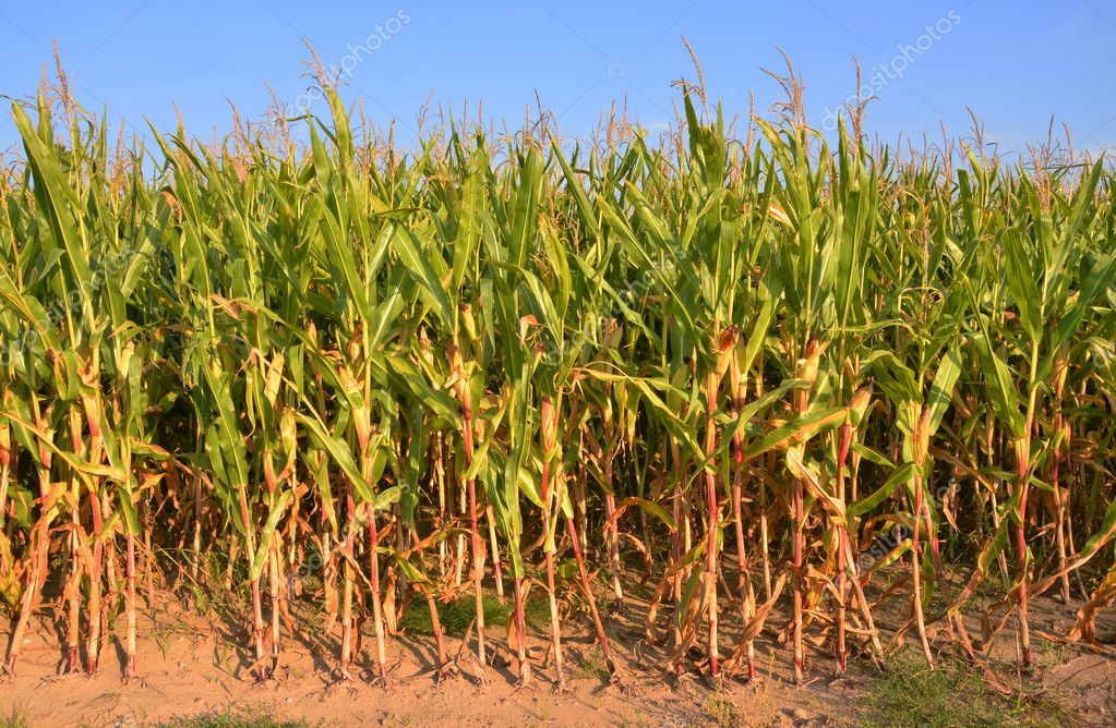 Sunny Corn Field Stock Photo by ©KronaLux 127298716
