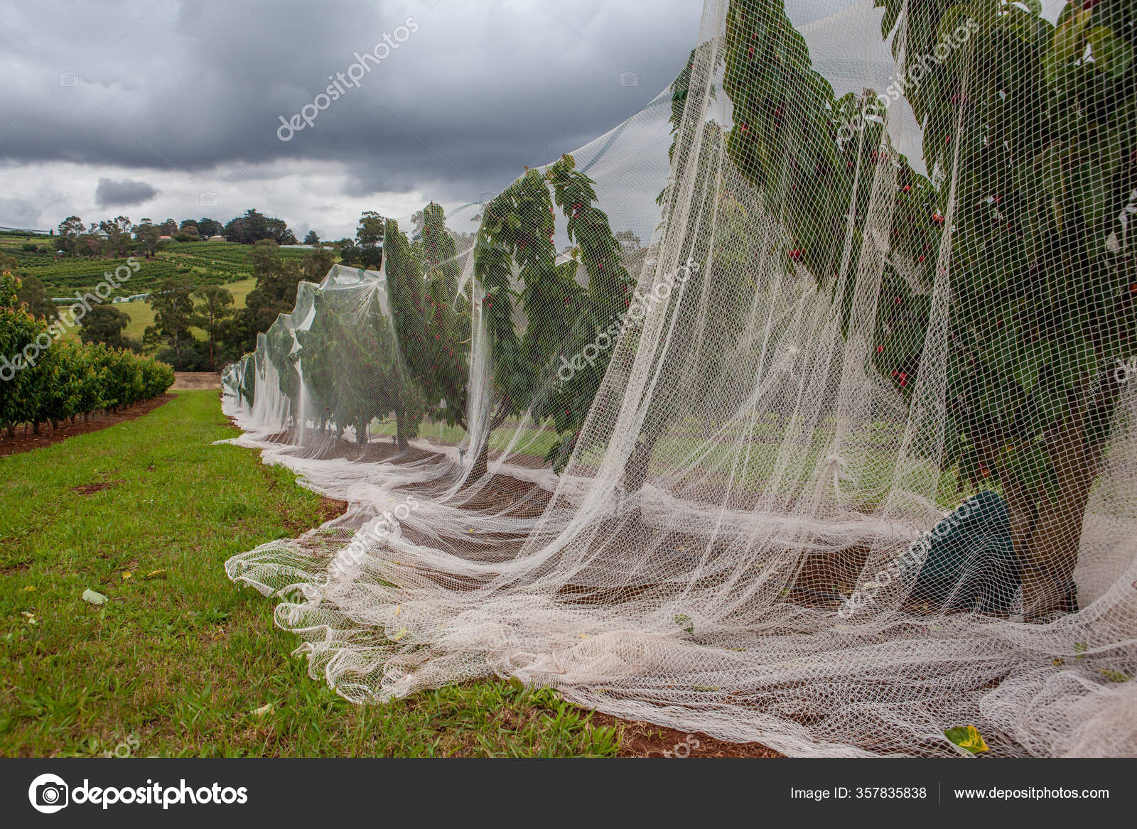 Cherry Tree Net